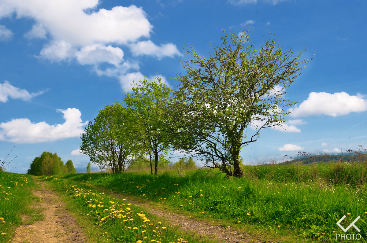 through my eyes: Wiosna