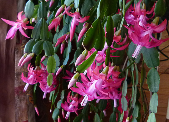 High Altitude Gardening: A Tribute to Auntie Edna