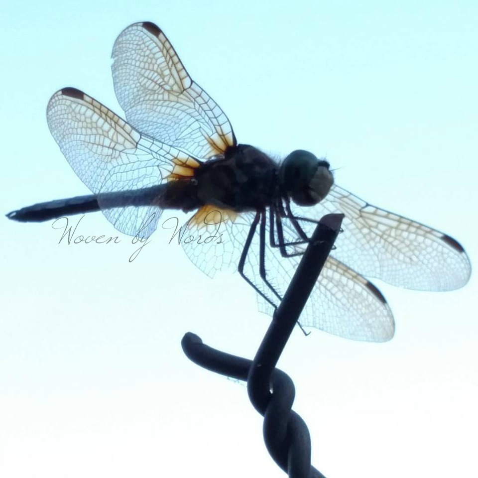 Woven by Words: Wordless Wednesday: Dragonflies