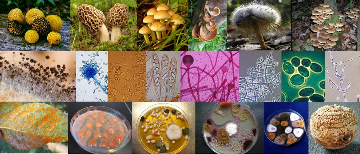 HONGOS MICROSCÓPICOS Y MACROSCÓPICOS