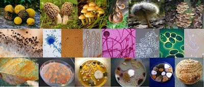 HONGOS MICROSCÓPICOS Y MACROSCÓPICOS