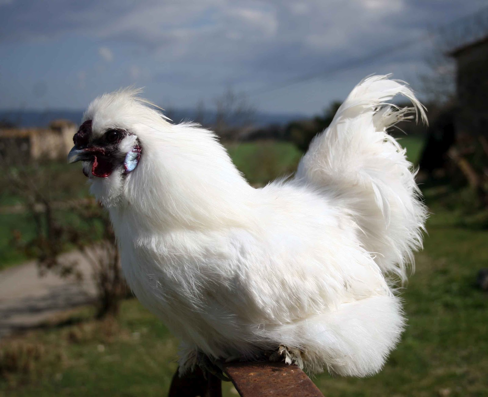 AVIARI CAN BOSCH DE SANT GREGORI: Gallinas Enanas