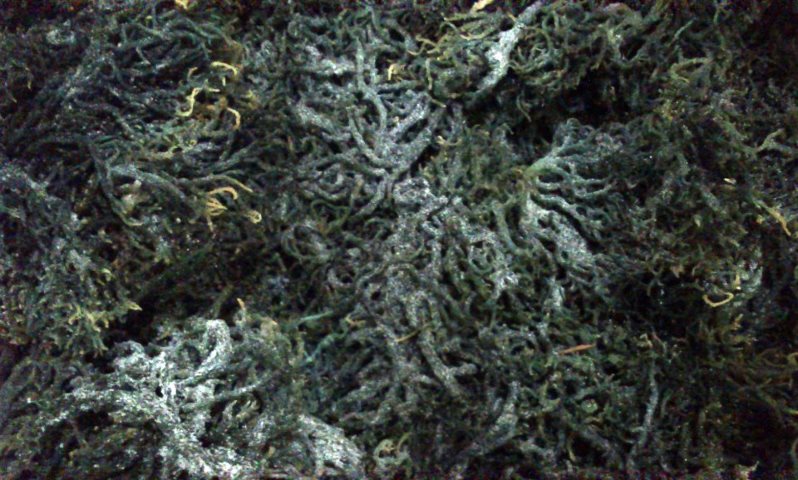 PENJUAL RUMPAI LAUT ASLI DARI SABAH: HARGA RUMPAI LAUT HIJAU