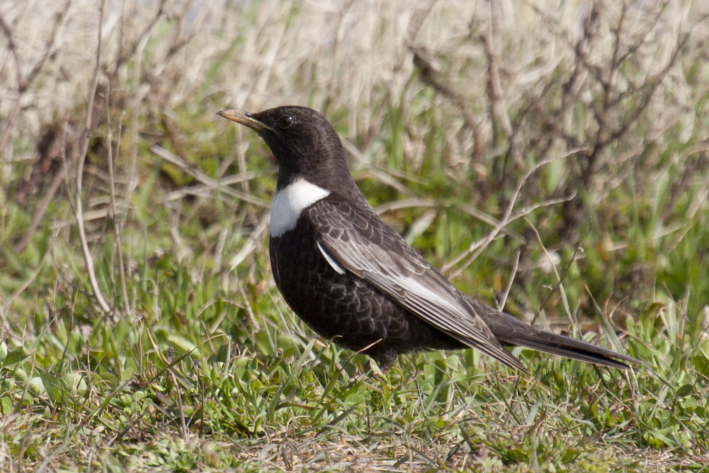 Sharpes birds: Ring Ouzel