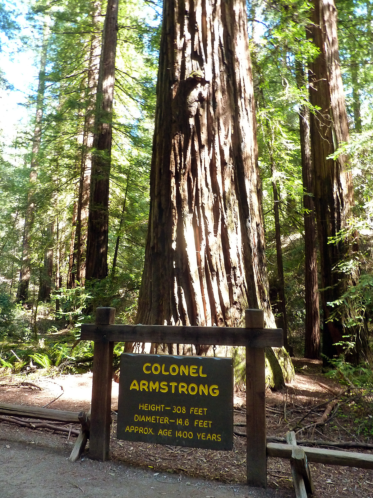 Adventures with a laser scanner: The Colonel Armstrong Tree