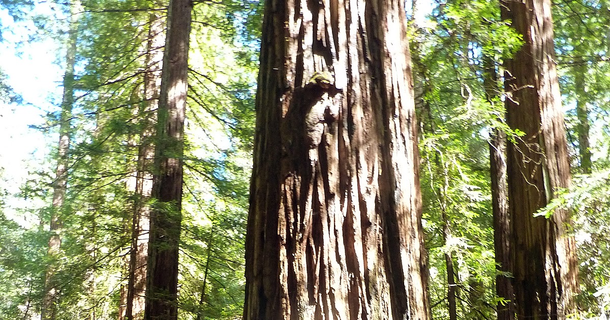 Adventures with a laser scanner: The Colonel Armstrong Tree
