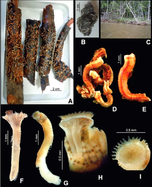 Sciency Thoughts: The origin and diversification of Mangroves.