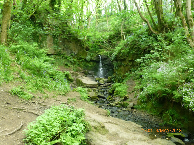 Harris Hikers: A Bluebell Wood Walk Around Parbold 19th May 2018