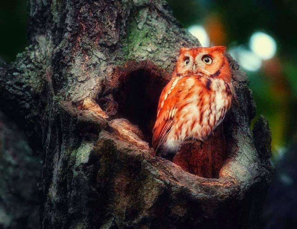 Dragones sin mazmorras: LAS "MEIGAS" -TIPOS- EN GALICIA ..... Y ALGUNA ...