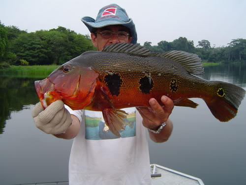 Selebere: Peacock Bass dan Jenis-Jenisnya