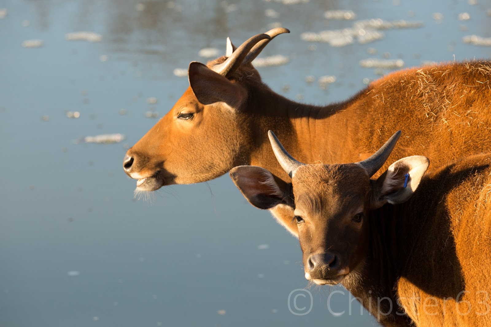 Chipster63 Photography: Not your average cow...