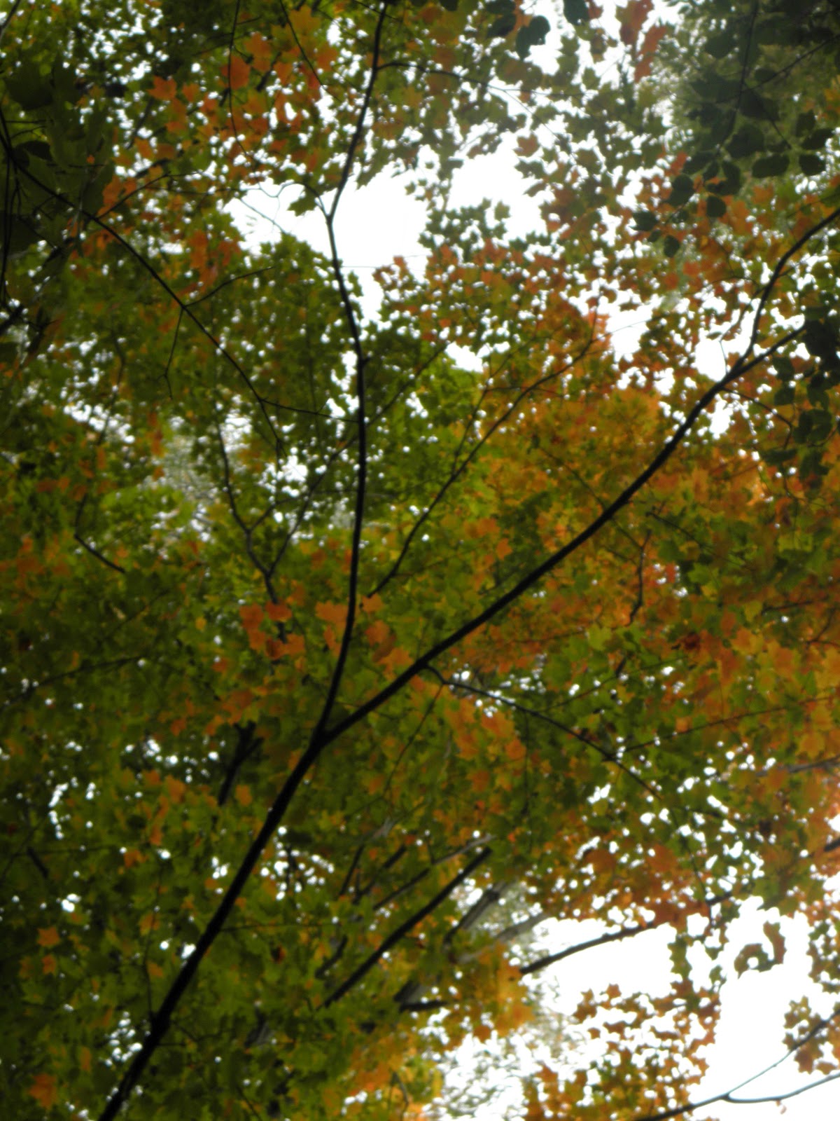 Fall Day October 8th, 2012