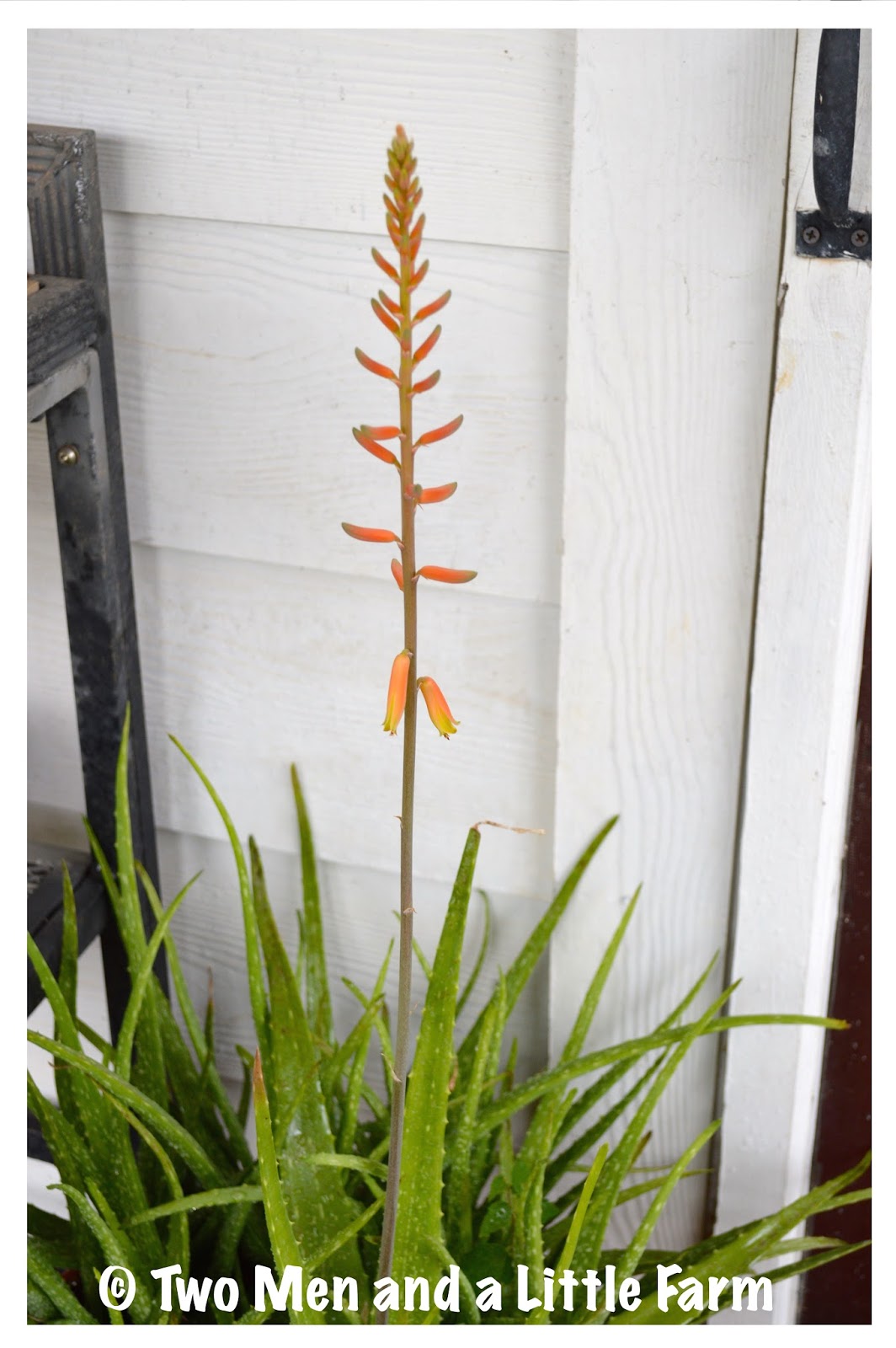 Two Men and a Little Farm: ALOE VERA FLOWERS