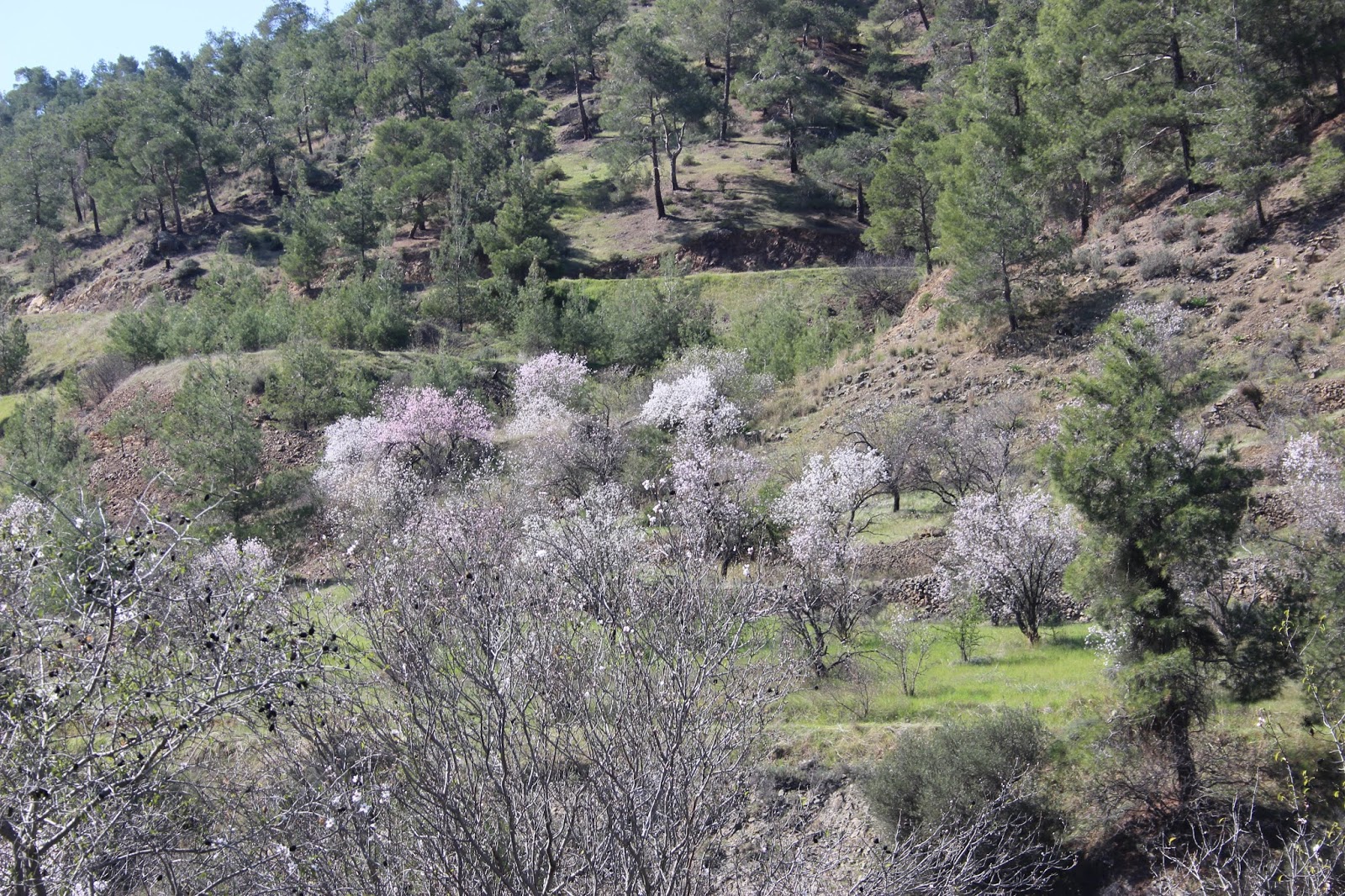 Biodiversity of Cyprus by NGO Protection of the Natural Heritage and ...