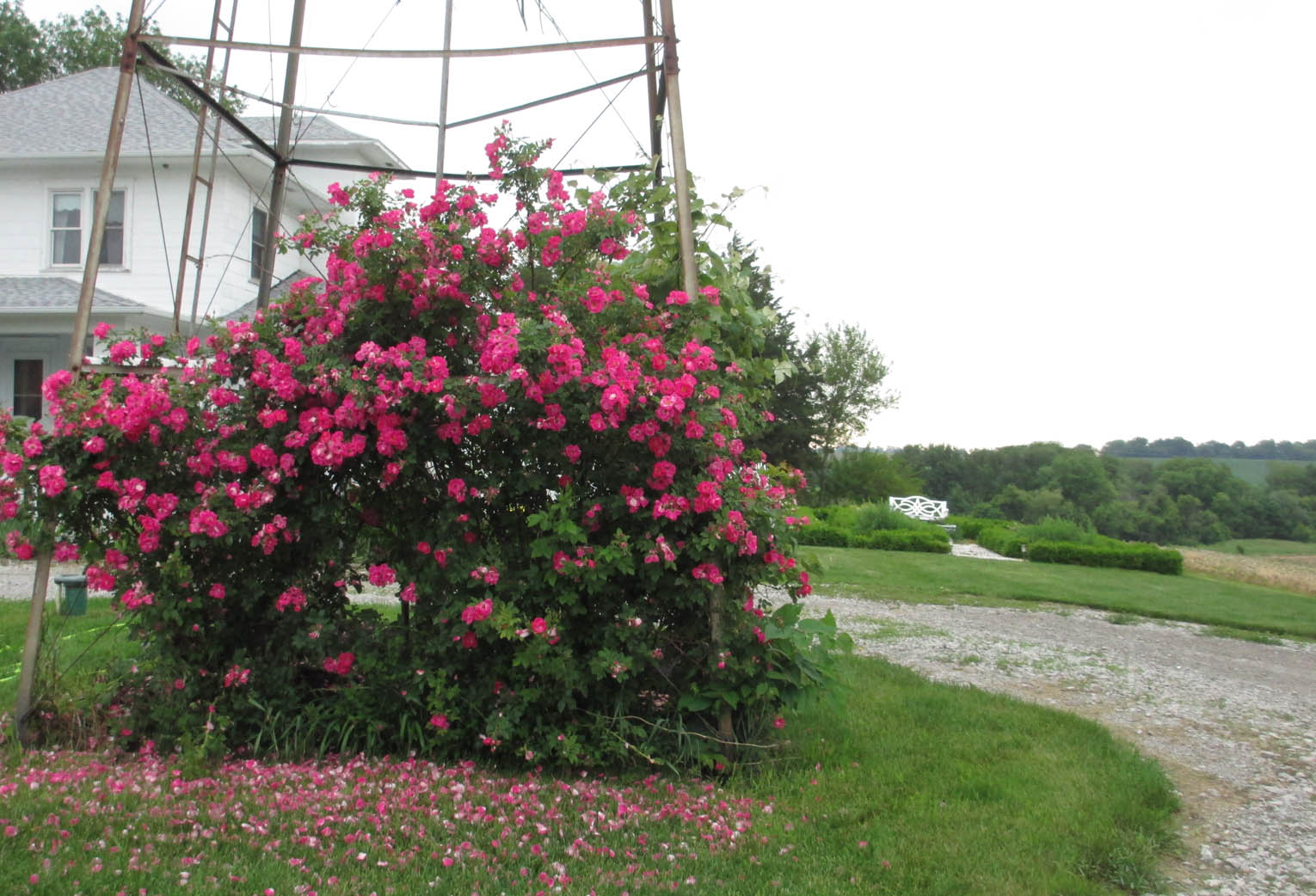 Garden Fancy: Garden Tour