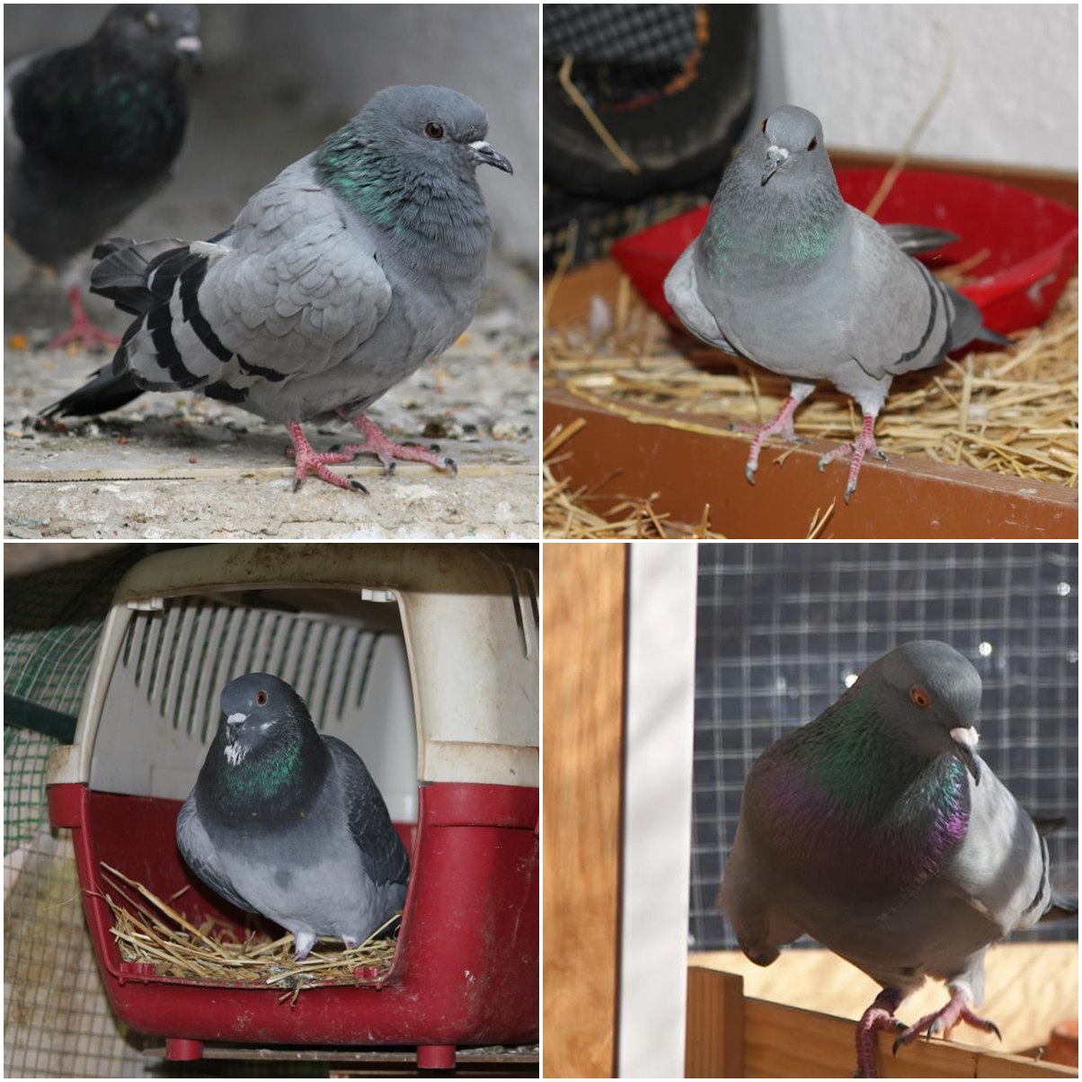 Mis amigas las palomas: Tratamiento ALA ROTA