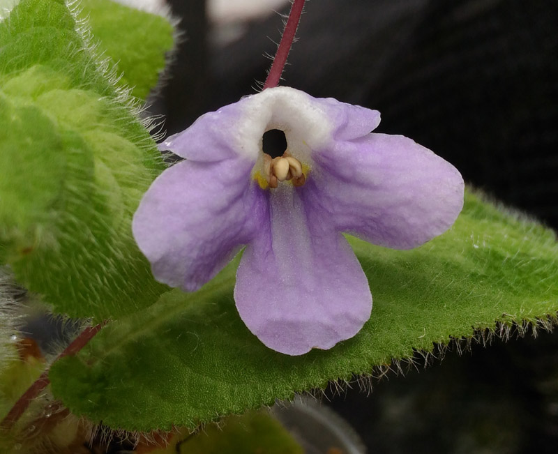 Pirate's Playground: Codonoboea puncticulata