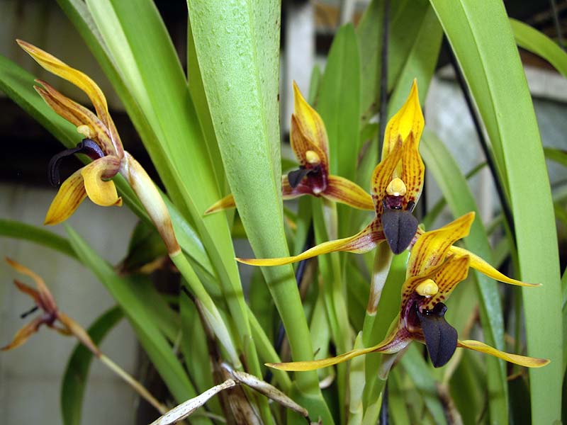 Maxillaria cucullata care and culture | Travaldo's blog