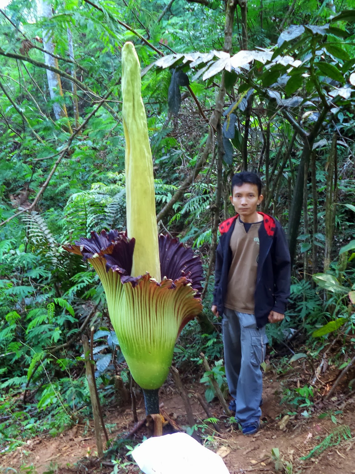 Virtual Adrian: Titan Arum – Bunga Tertinggi Di Dunia
