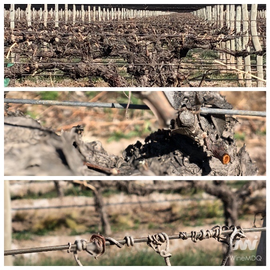 Wine MDQ: WineTour Mendoza 2018: Visita a Bodega Pulenta Estate