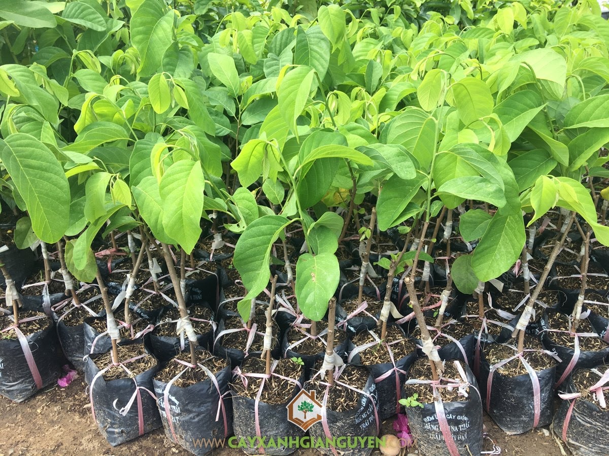KỸ THUẬT TRỒNG CÂY NA THÁI ~ Cây Na Thái