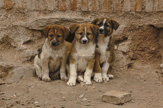 THE VIEW FROM FEZ: Tangier Tackles Stray Dog Problem