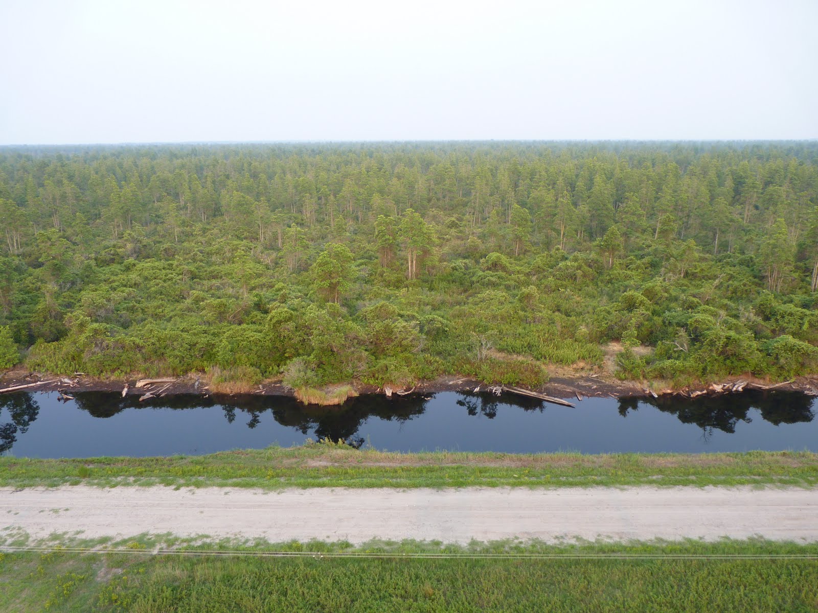 Birds on the brain: An Olive-sided Flycatcher in the Pocosins!