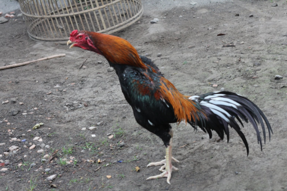 62+ Jenis Warna Ayam Bangkok