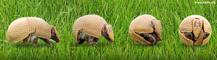 BIBOCA AMBIENTAL : TATU-BOLA O MASCOTE DA COPA 2014