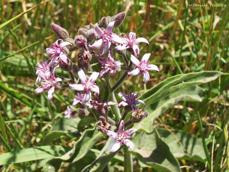 Flora Bonaerense: Plumerillo (Oxypetalum solanoides)