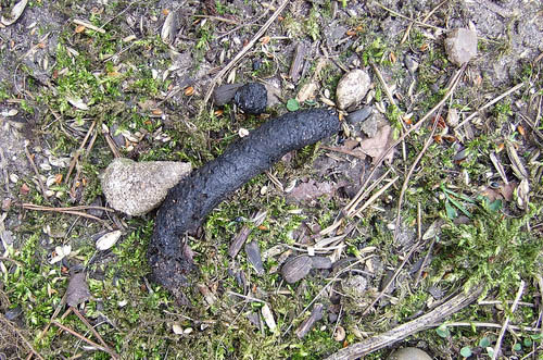 Taxonomic Collections: Identifying mammal droppings