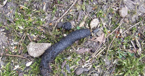 Taxonomic Collections: Identifying mammal droppings