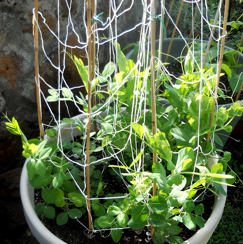 A Kitchen Garden in Kihei Maui: Growing Heirloom Snow & Sugar Peas