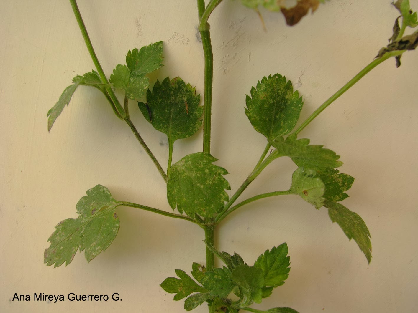 Ecuador: personajes y especies (Galápagos y Continente): Flora de Quito ...