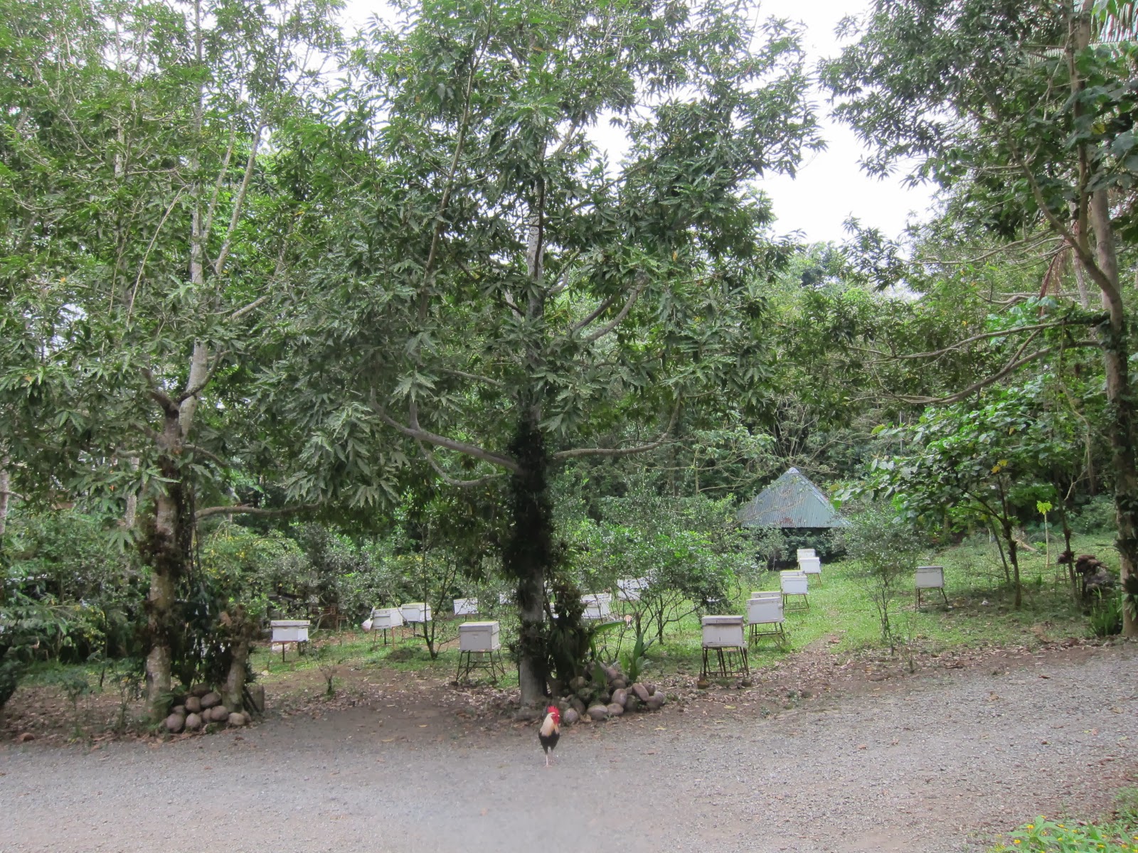 Jessica Choy: Ilog Maria Honeybee Farm Haul