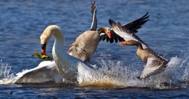 The Wild Geese Irish Whiskey Collection