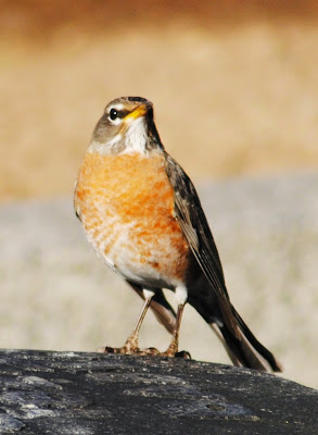 Adventures through Photography: Taphophile Tour - Historic Sacramento ...