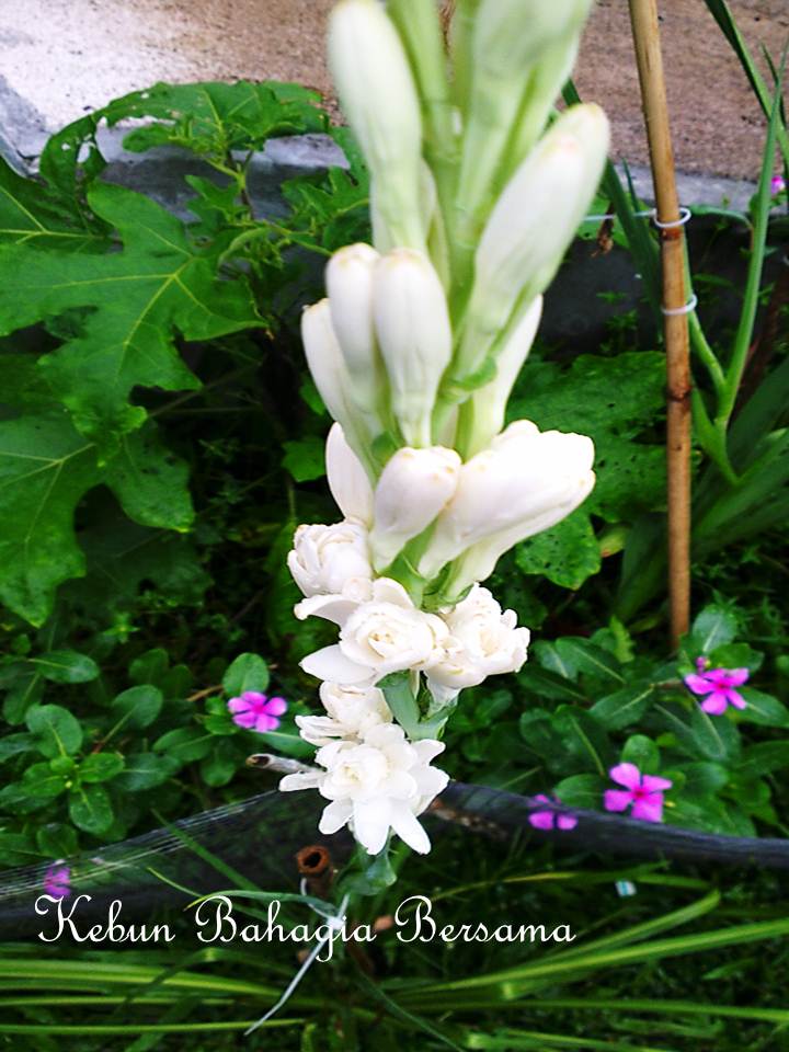 Kebun Bahagia Bersama: Semerbak Harum Sundal Malam