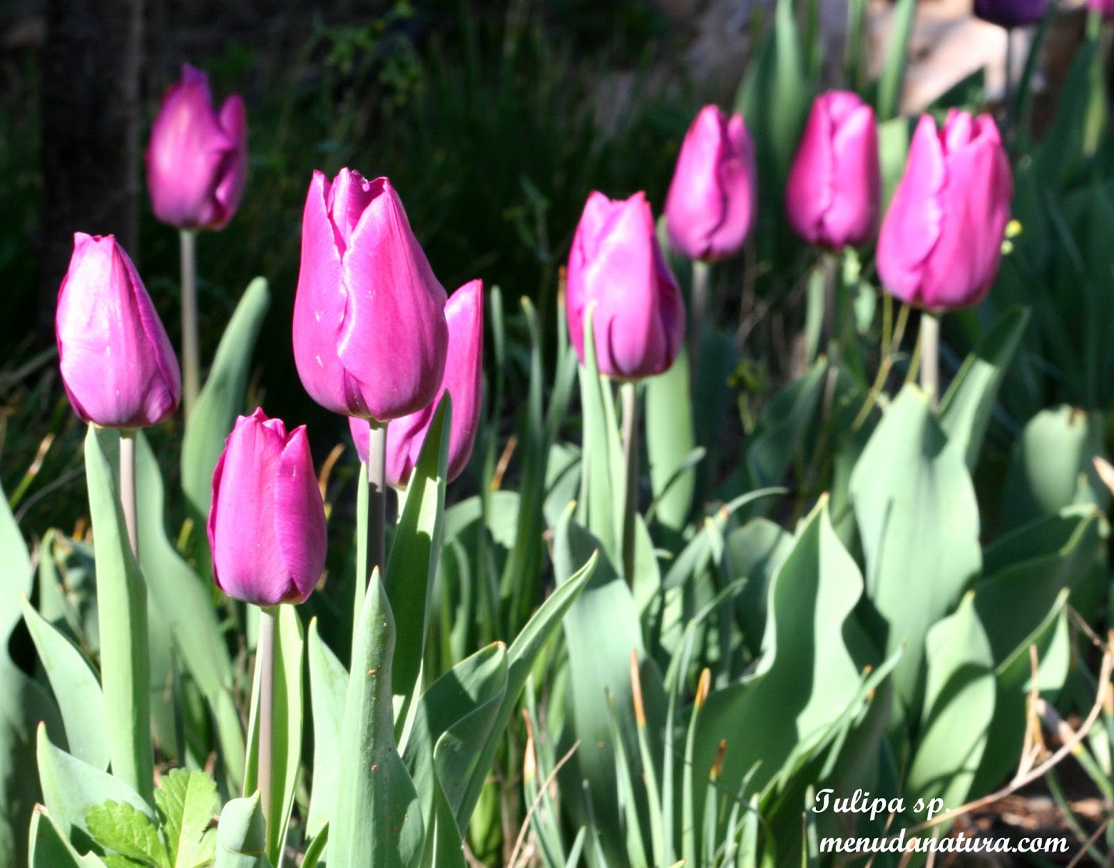El Jardí de Menuda Natura: de març 2013