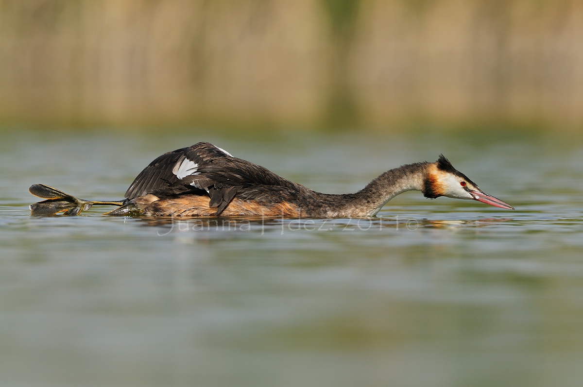 Juanma Hernández · Fotografía de Naturaleza: El acicalado del somormujo
