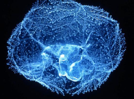 Hemichordata ~ Dunia Hewan