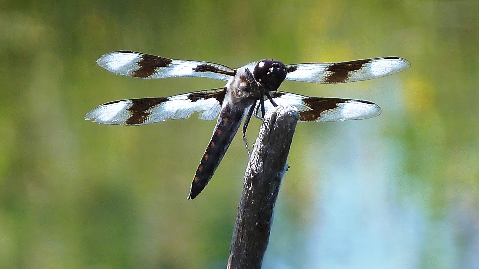 NORCAL YAK: A great Shasta adventure, part 2