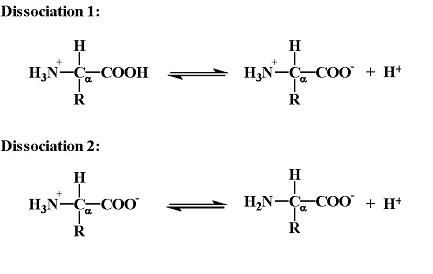 My Scientific Blog - Research and Articles: TITRATION CURVE OF AMINO ACIDS