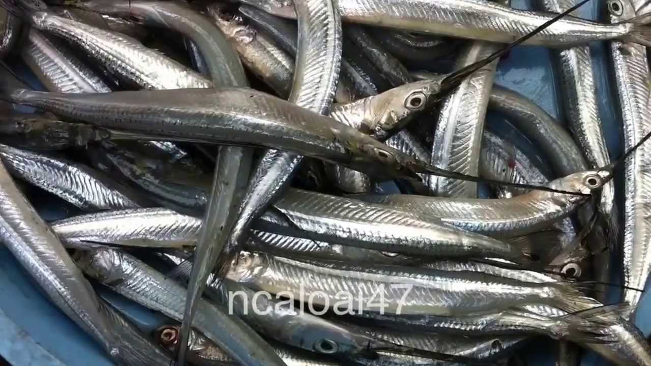 Frozen ballyhoo bait Suppliers