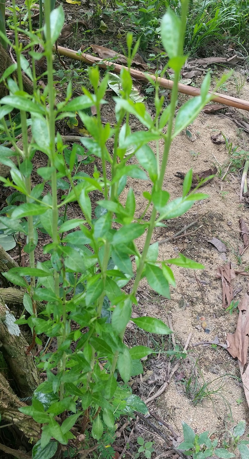 Warisan Petani: Pokok Inai.