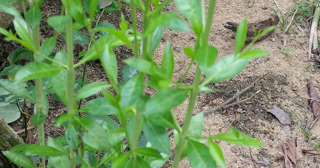 Warisan Petani: Pokok Inai.