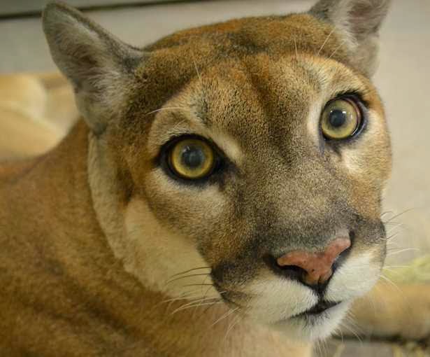 Boynton Beach Real Estate: NEWEST ZOO RESIDENT IS BEAUTIFUL FLORIDA ...