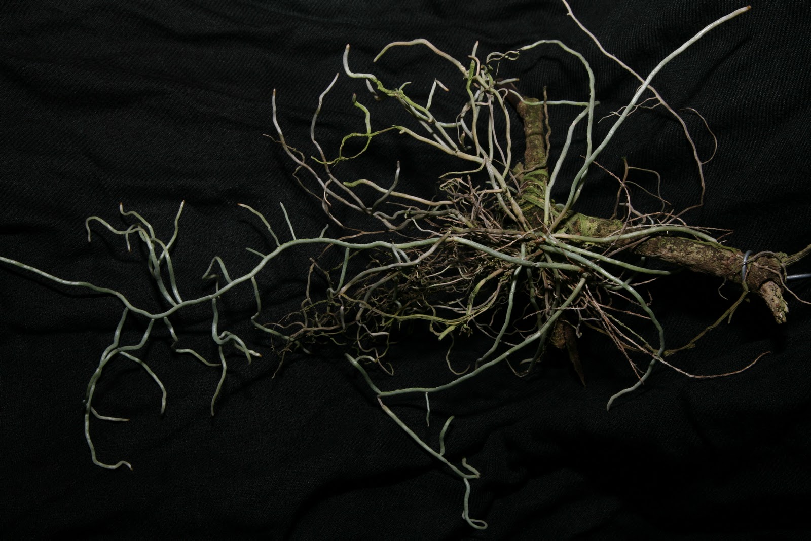 microcoelia exilis: proporgation?????? - Orchid Board - Most Complete ...