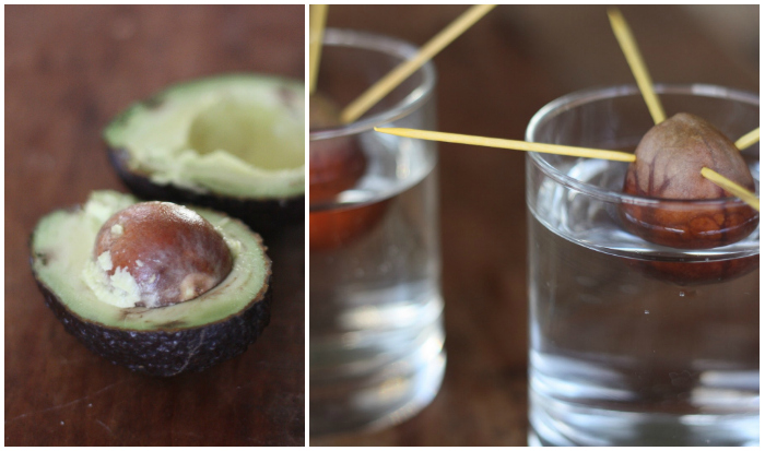 How To: Grow an Avocado Tree from the Pit | 17 Apart