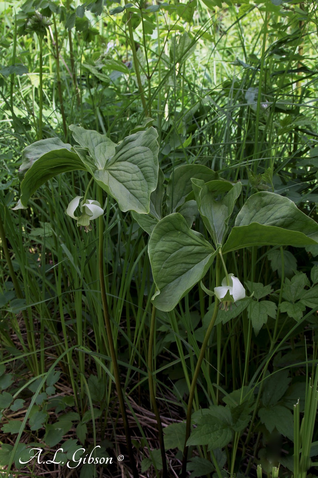 The Buckeye Botanist: The Bruce Peninsula Part VI: An Alvar Wonderland